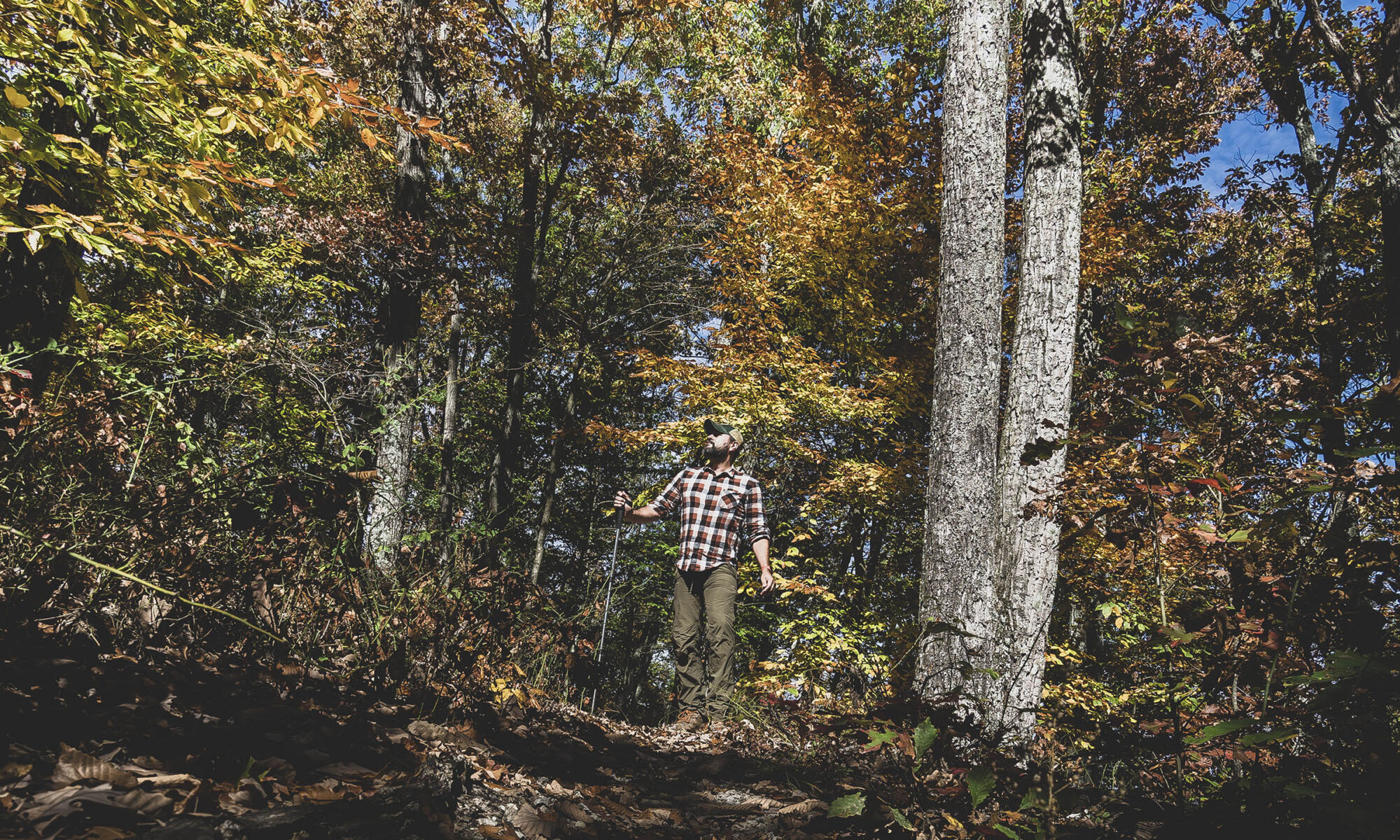 Hike Trail D in the Fall, the Best Kept Secret in Brown County State ...