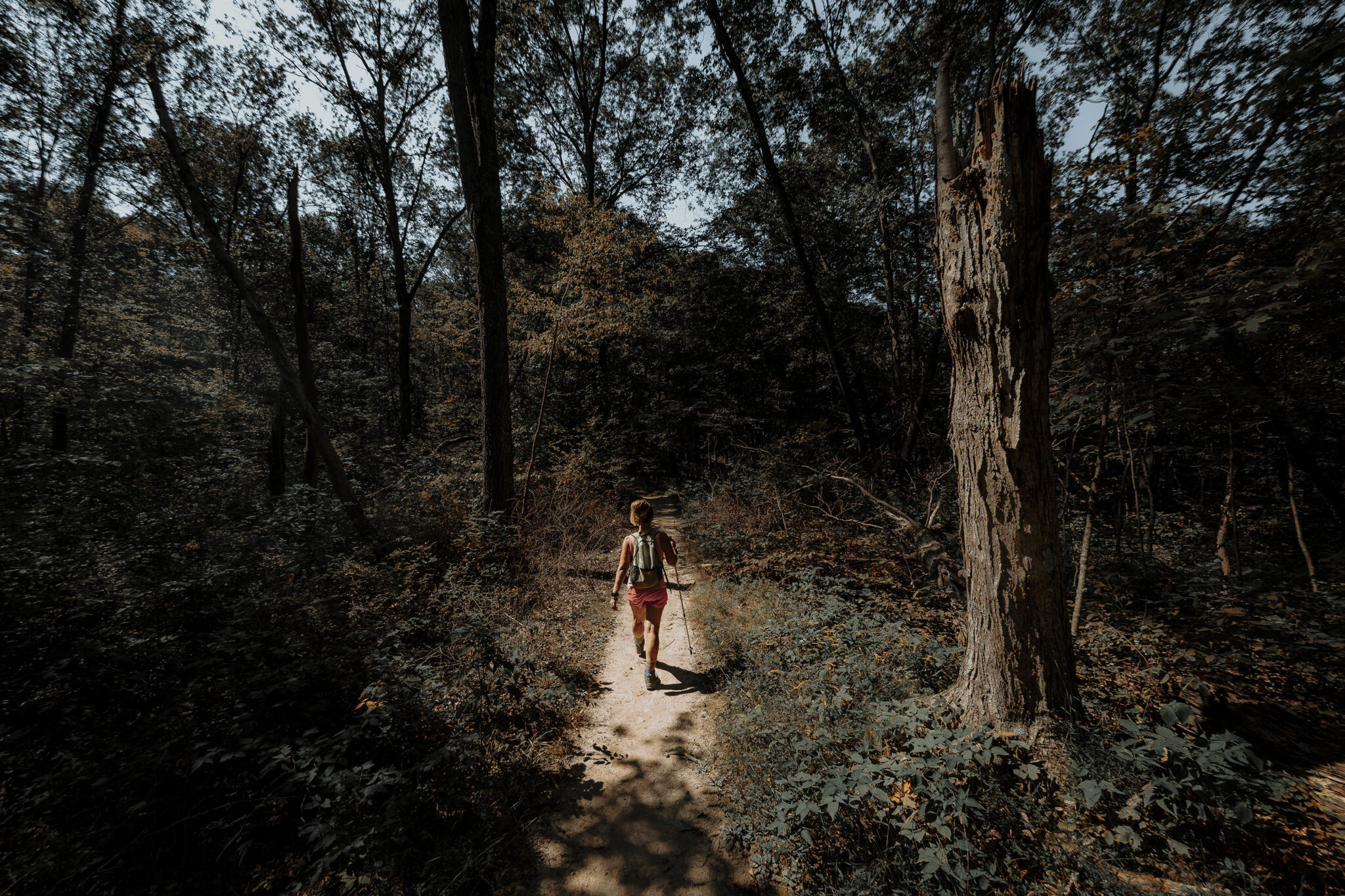 Trail 10, Fire Tower Hike, Brown County State Park - Hiking Illustrated